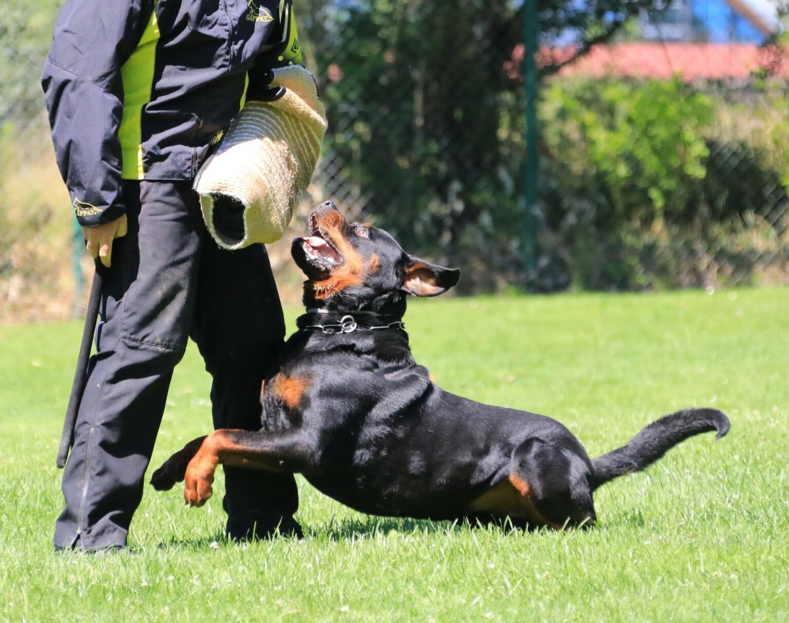 Aufruf zur Helfersichtung 2023 für die ADRK-IGP-DM 2023, Frühjahrs- und ...